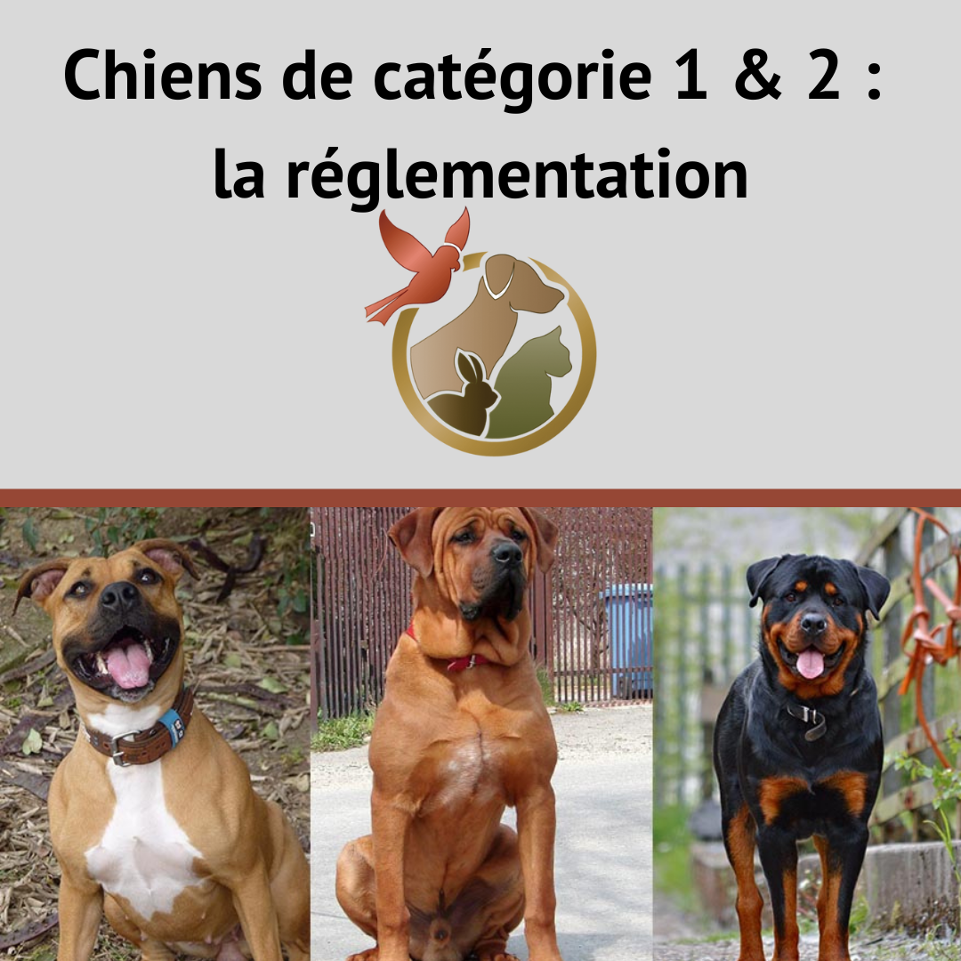 Chiens de catégorie 1 & 2 : la réglementation – Pet sitter Chambéry ...