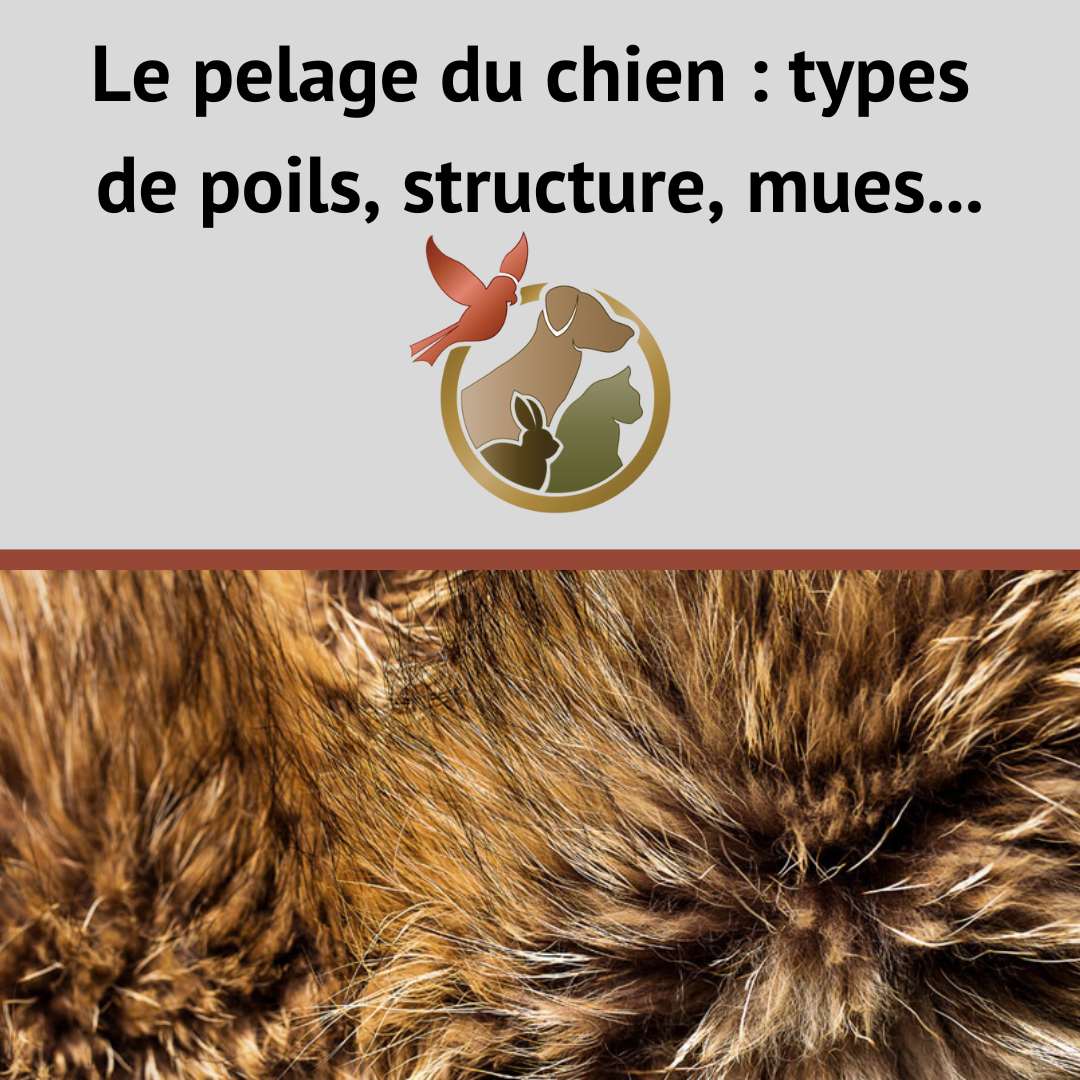 Le pelage du chien : types de poils, structure, mues… – Pet sitter ...