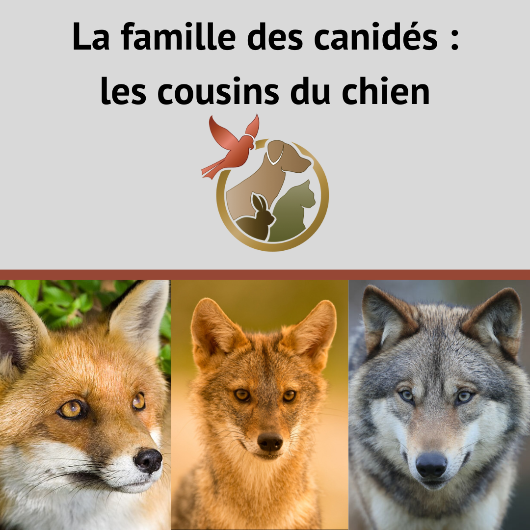 La famille des canidés : les cousins du chien – Pet sitter Chambéry ...