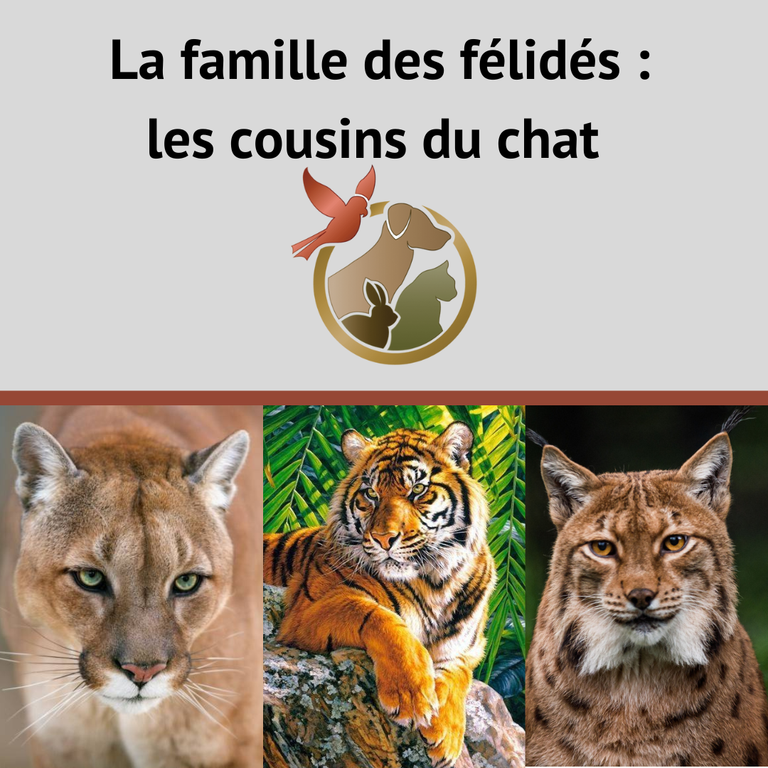 La famille des félidés : les cousins du chat – Pet sitter Chambéry ...