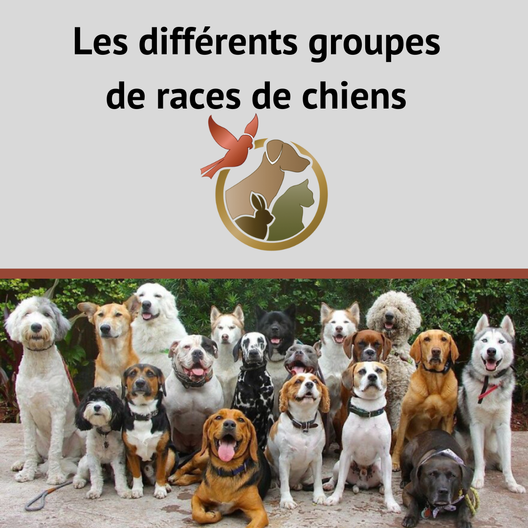 Les différents groupes de races de chiens – Pet sitter Chambéry ...